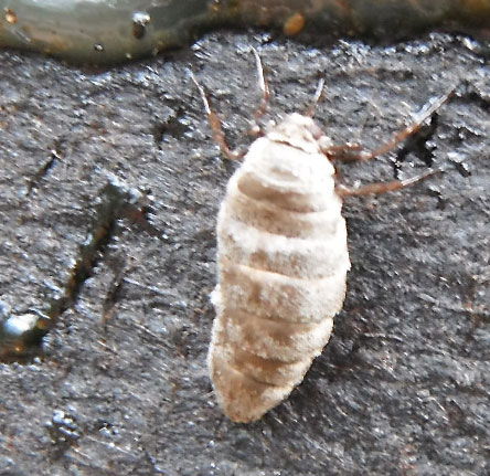 About Fall Cankerworm in Myers Park - Myers Park Homeowners Association